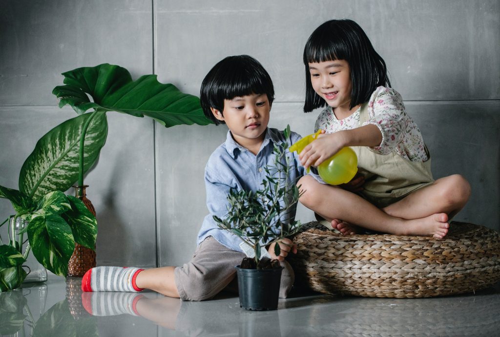 Natural Stress Relievers: How Plants Enhance Studying and Working ...